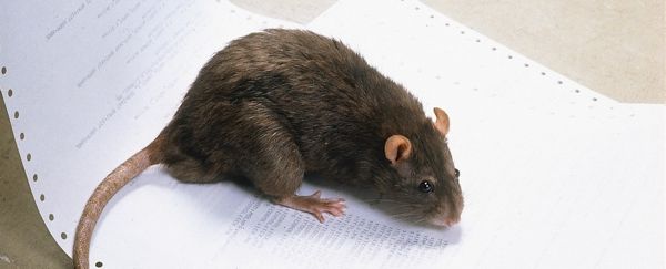 10 Tipps zum Vorbeugen: Ratten fernhalten | Know-how | News für Heimwerker